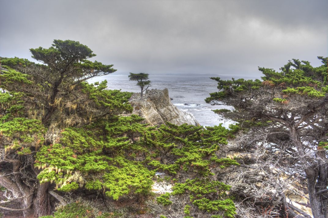 Cypress - Point Lobos, California | Smithsonian Photo Contest ...