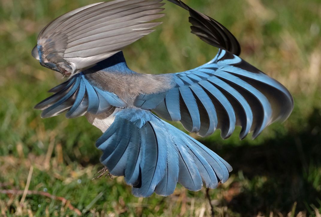 A Flash of Blue | Smithsonian Photo Contest | Smithsonian Magazine