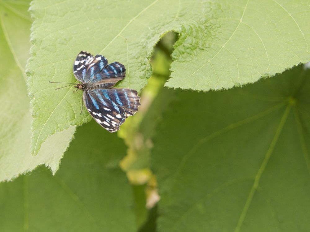Blue Wave Butterfly | Smithsonian Photo Contest | Smithsonian Magazine