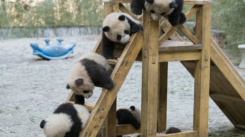 Baby Panda Playing On Slide
