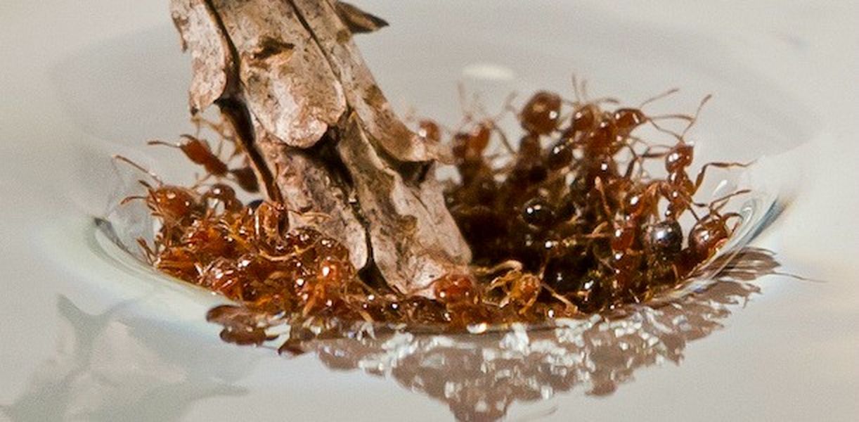 Watch Fire Ants Use Their Bodies To Form Living Architecture