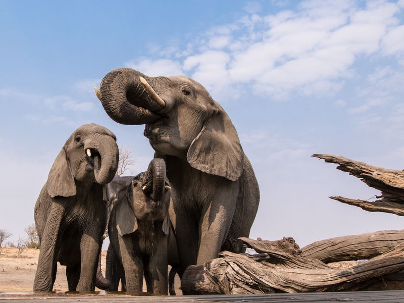 A New Perspective on Elephants | Smithsonian Photo Contest ...