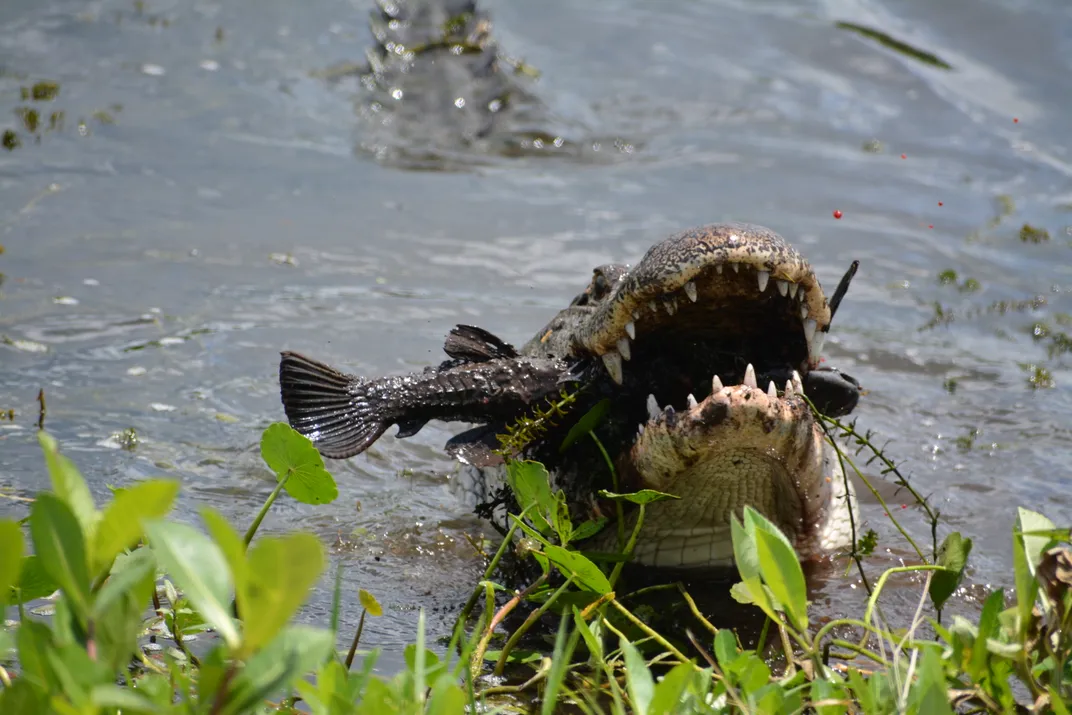 Alligator Eating a Catfish | Smithsonian Photo Contest | Smithsonian ...