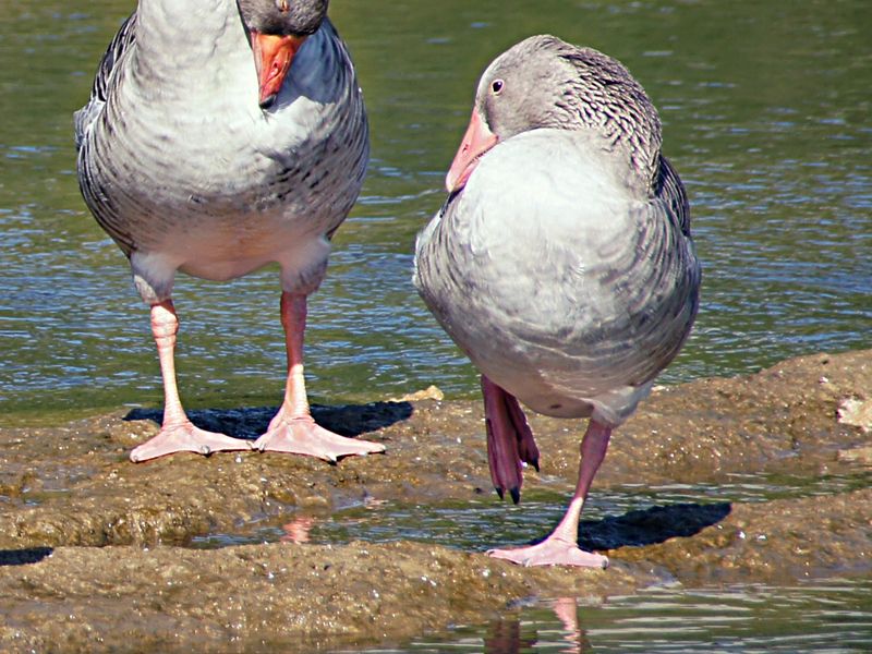 wild gooses | Smithsonian Photo Contest | Smithsonian Magazine