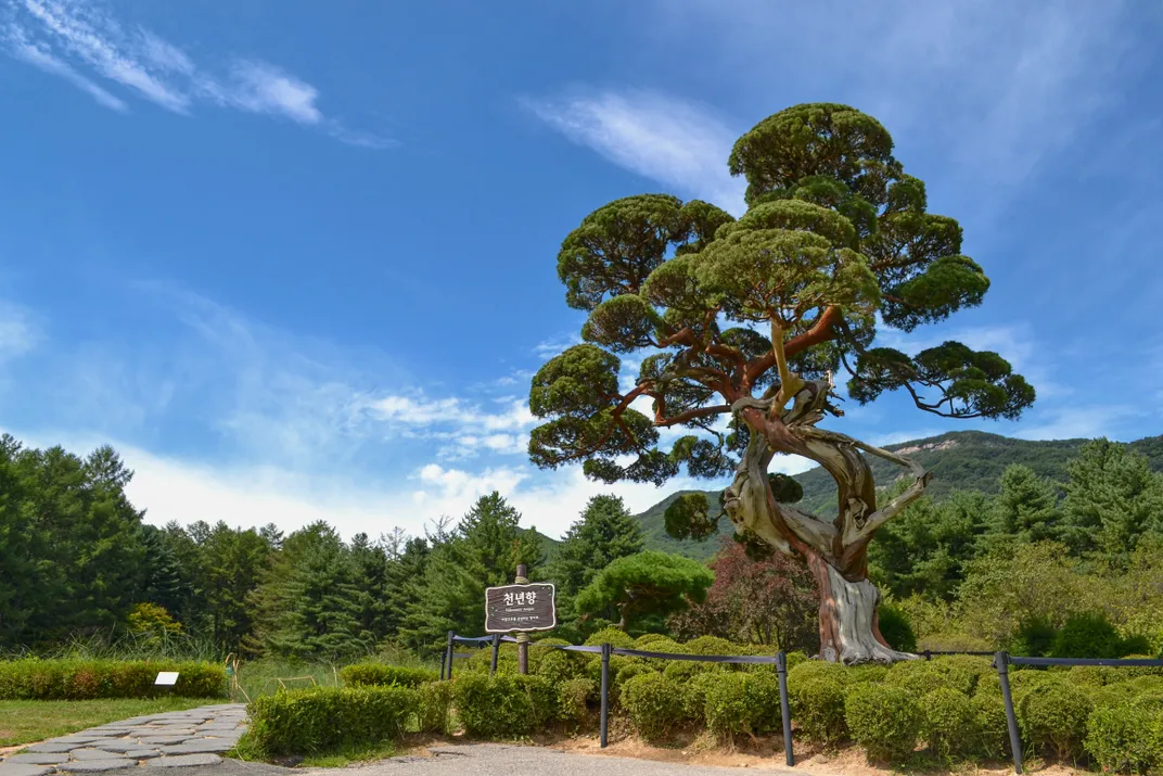 Millennium Juniper | Smithsonian Photo Contest | Smithsonian Magazine