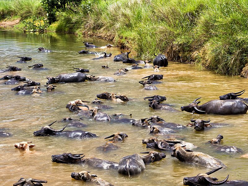 A pack of buffalo swimming in the stream. | Smithsonian Photo Contest ...