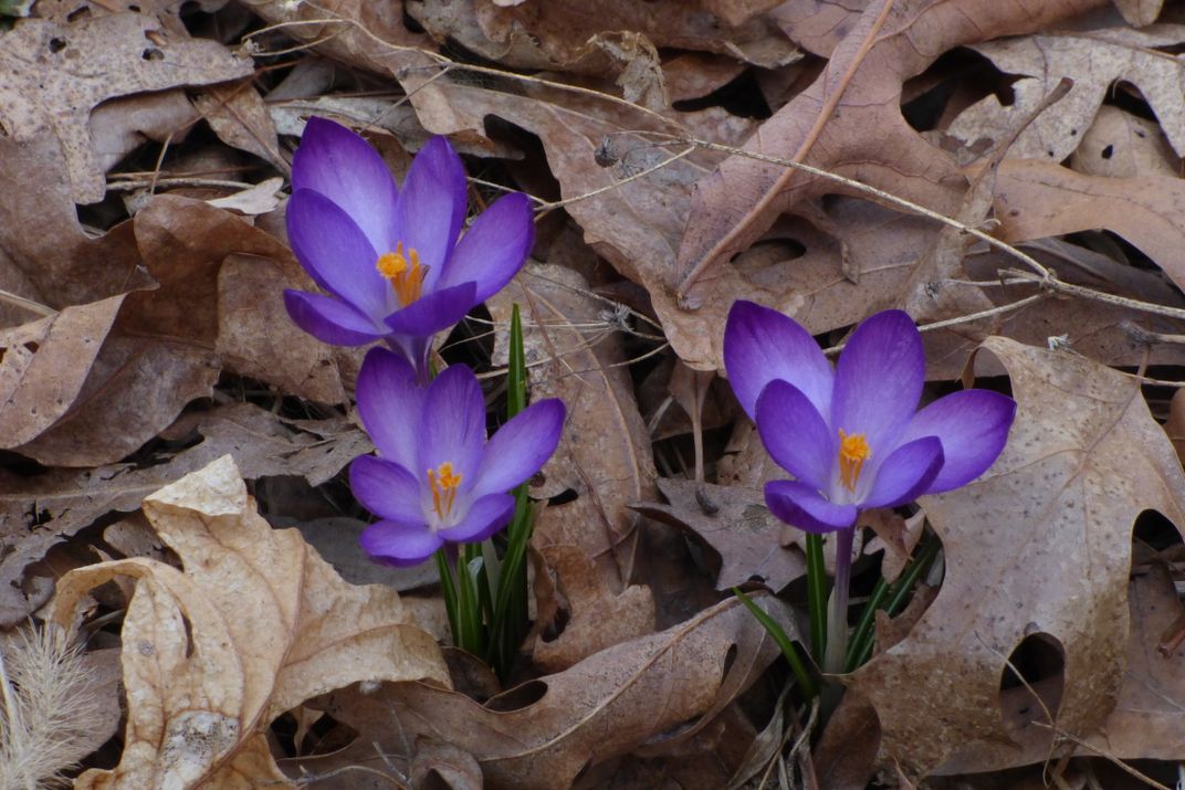 Spring Blooms | Smithsonian Photo Contest | Smithsonian Magazine