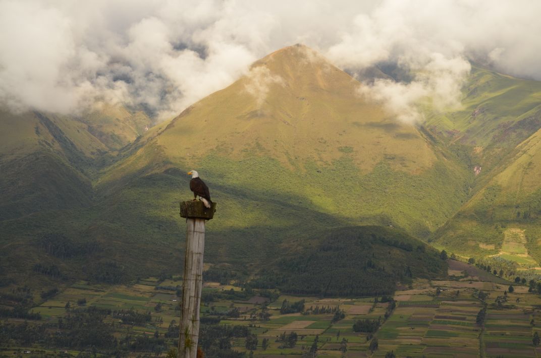 Bald Eagle in the Andes | Smithsonian Photo Contest | Smithsonian Magazine