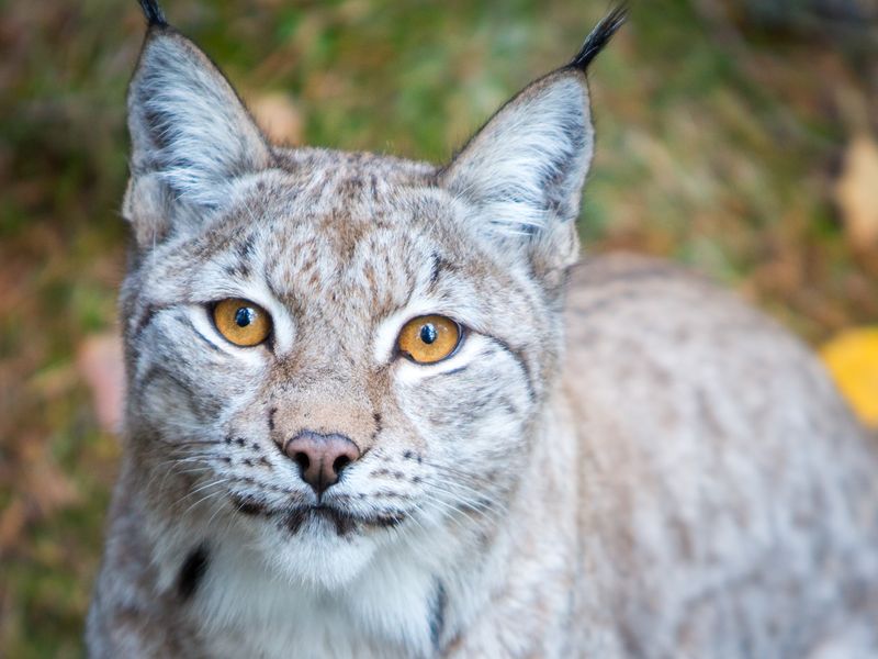 The swedish lynx | Smithsonian Photo Contest | Smithsonian Magazine
