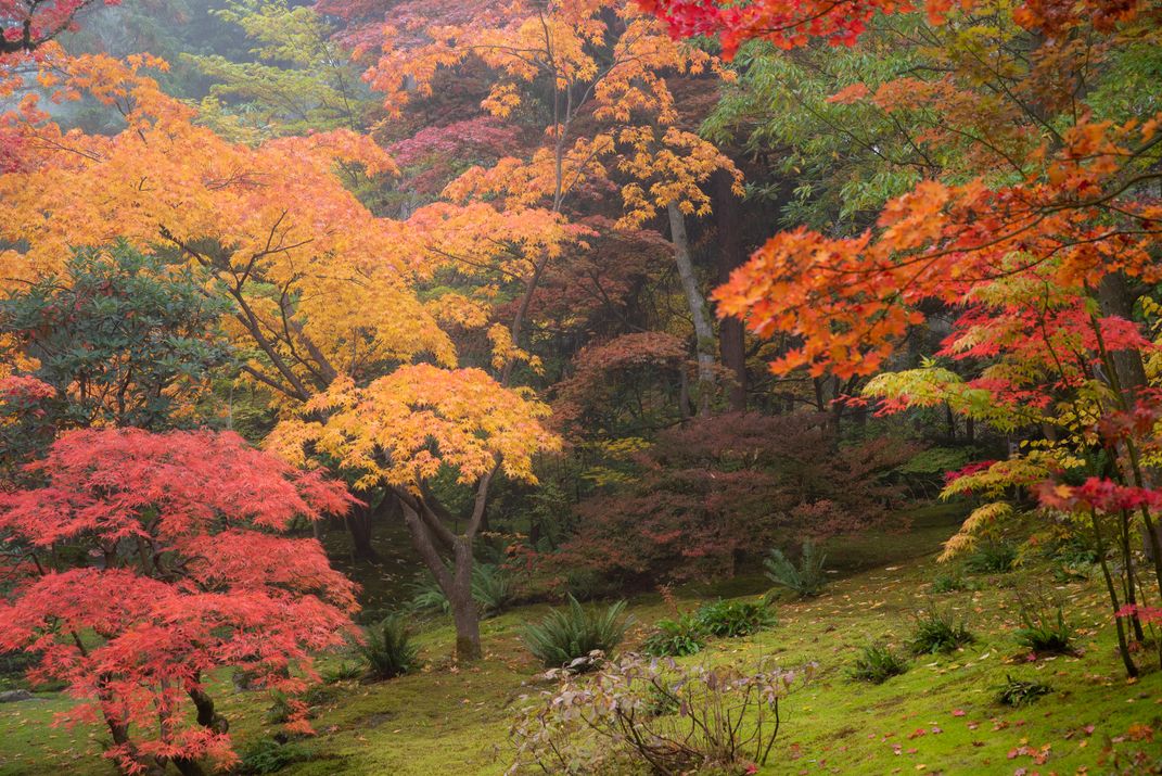 Fall Colors in Japanese Garden | Smithsonian Photo Contest ...