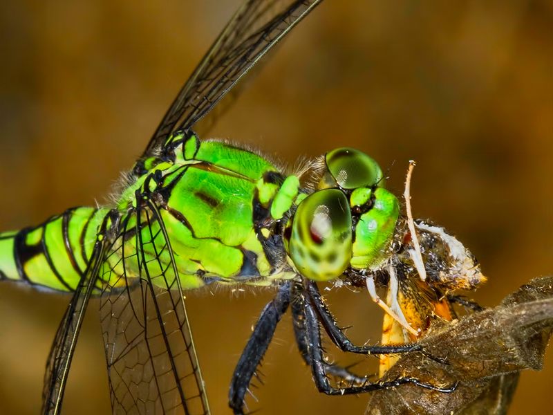 Down the food chain. A dragon fly devouring its' prey. | Smithsonian ...