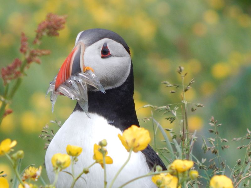 A puffin who brought dinner home | Smithsonian Photo Contest ...