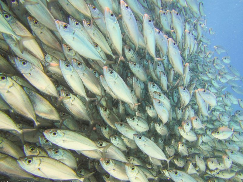 Baitball! | Smithsonian Photo Contest | Smithsonian Magazine
