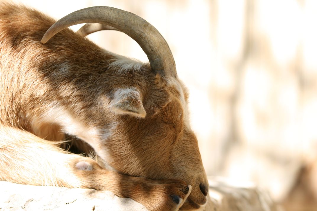 Goat at rest | Smithsonian Photo Contest | Smithsonian Magazine