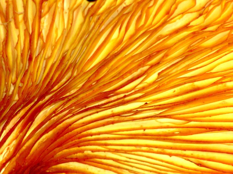 mushroom fan | Smithsonian Photo Contest | Smithsonian Magazine
