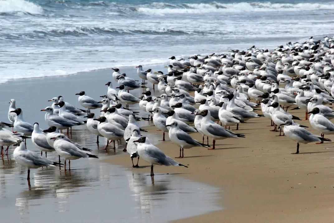 Seagulls on the Konkan coast, western India | Smithsonian Photo Contest ...