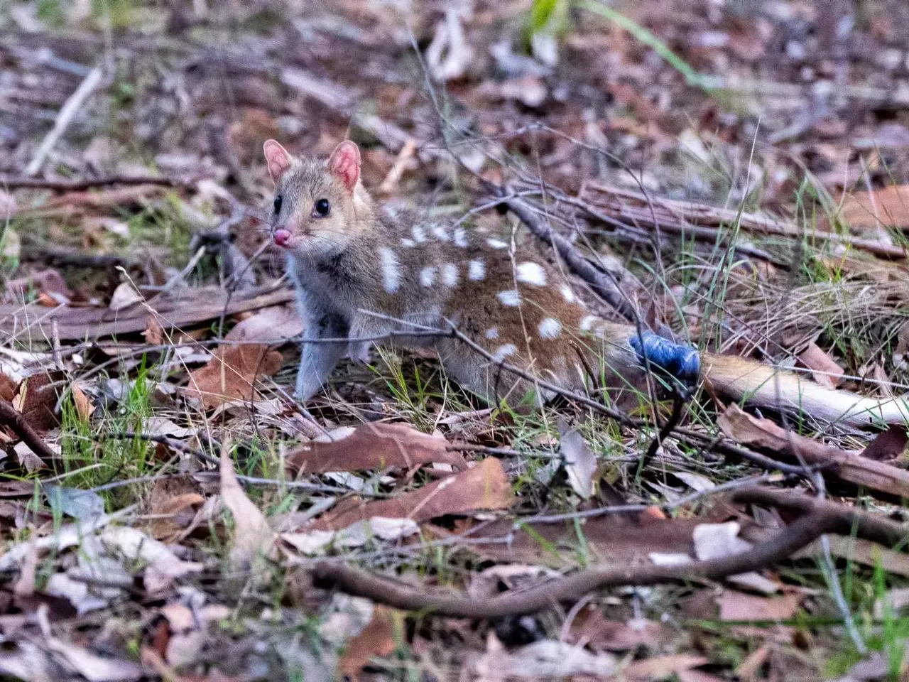 eastern quoll