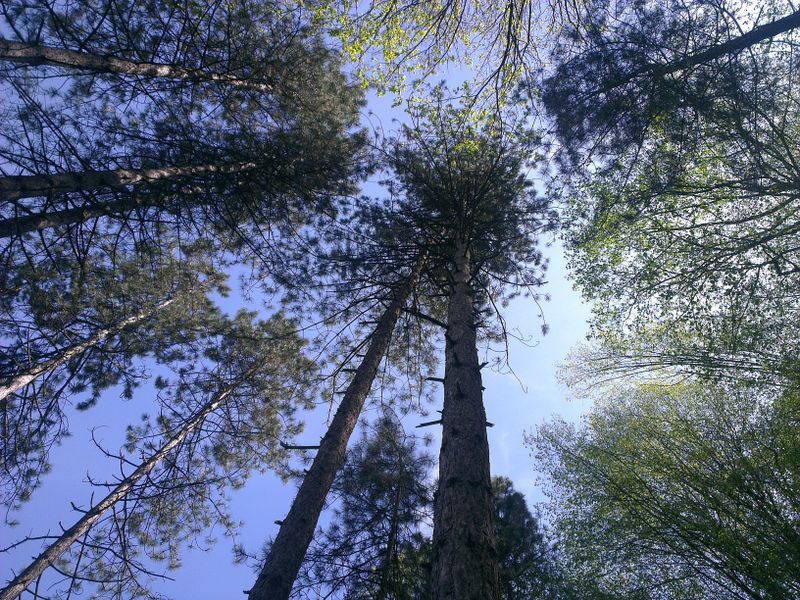 Under forest trees | Smithsonian Photo Contest | Smithsonian Magazine