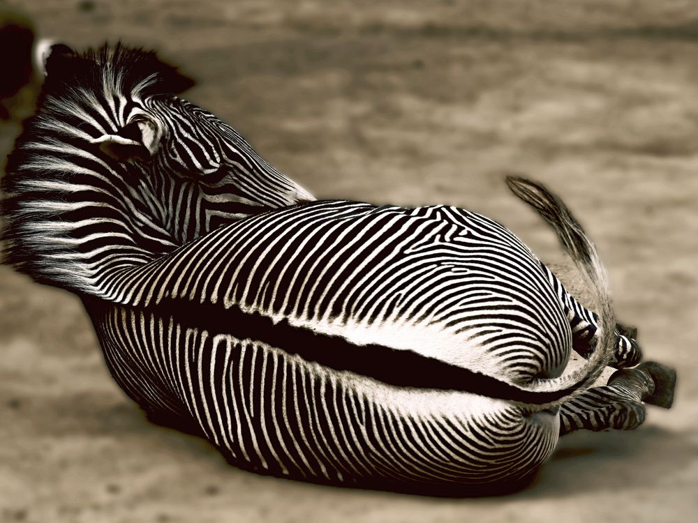 The Beauty Of The Zebra | Smithsonian Photo Contest | Smithsonian Magazine