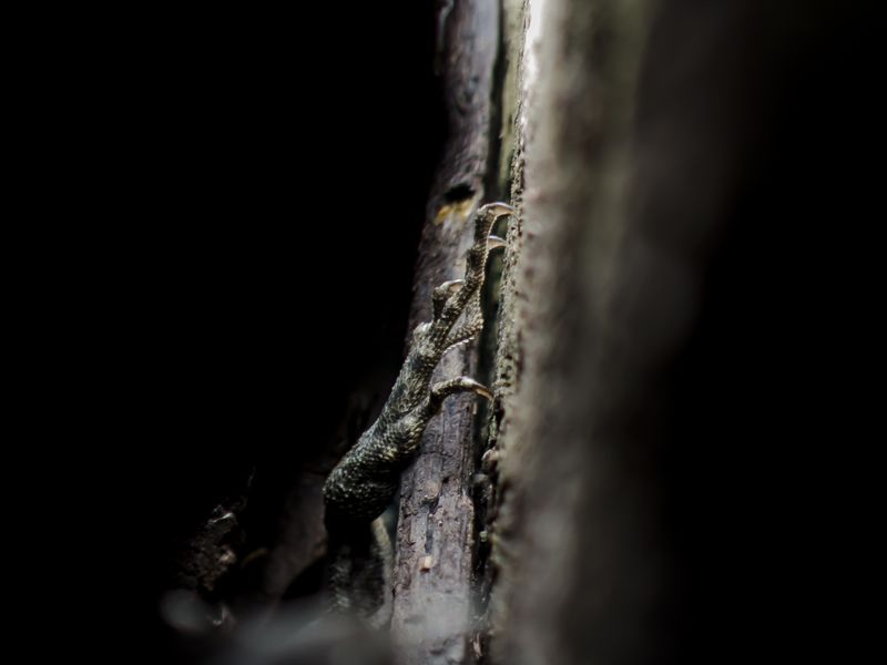 Claws | Smithsonian Photo Contest | Smithsonian Magazine