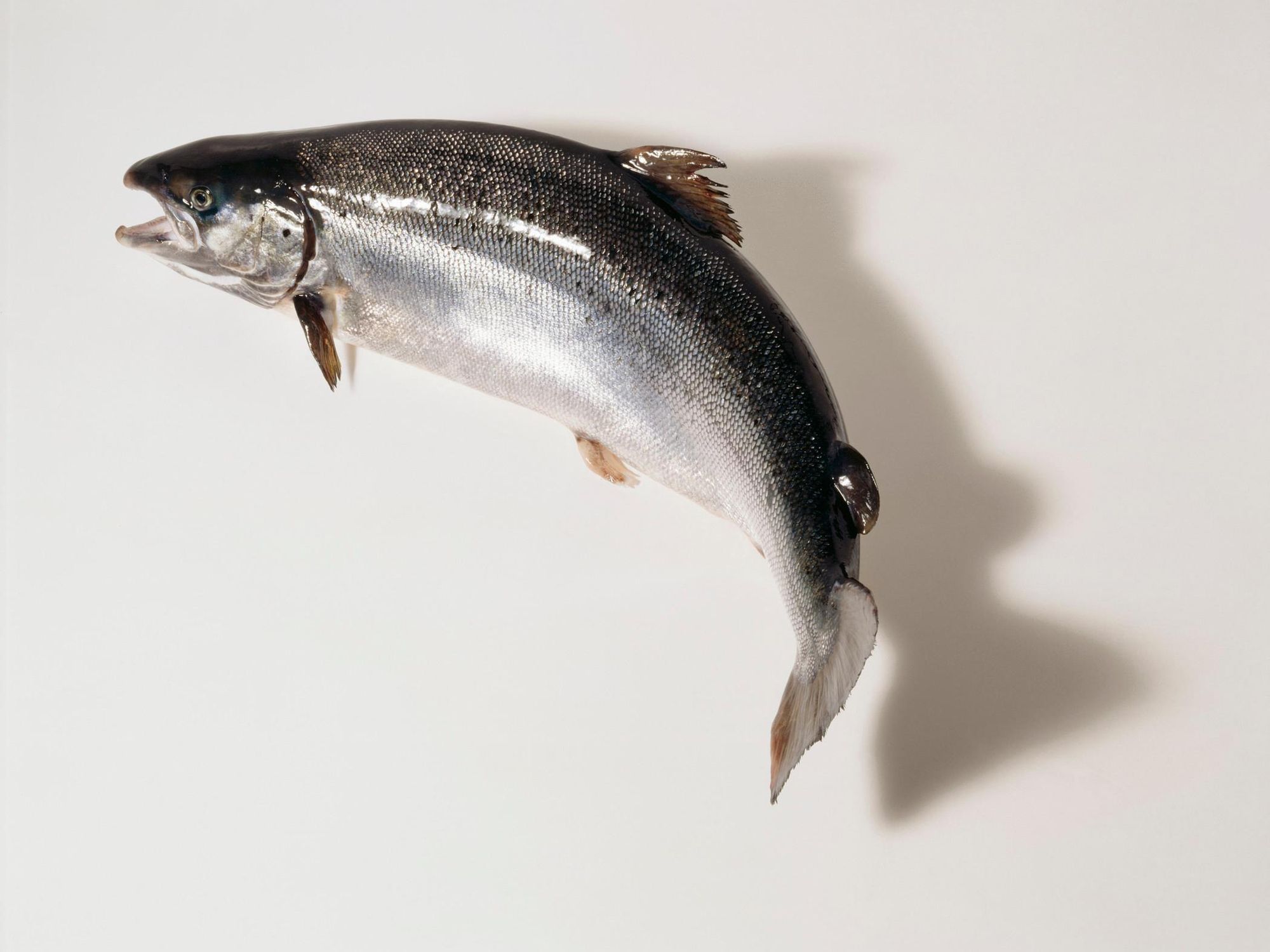 Five Things to Know About the Genetically Engineered Salmon Approved by ...