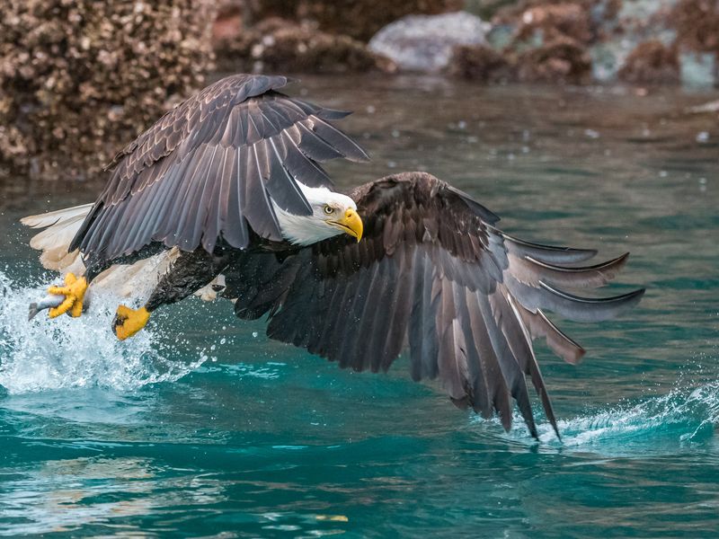 Bald Eagle Catching Fish | Smithsonian Photo Contest | Smithsonian Magazine