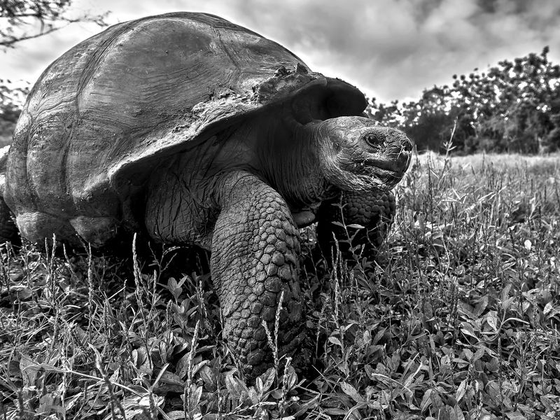 Slow Walk | Smithsonian Photo Contest | Smithsonian Magazine