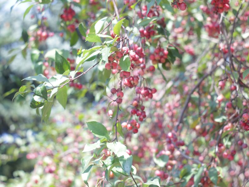 Small red berries | Smithsonian Photo Contest | Smithsonian Magazine