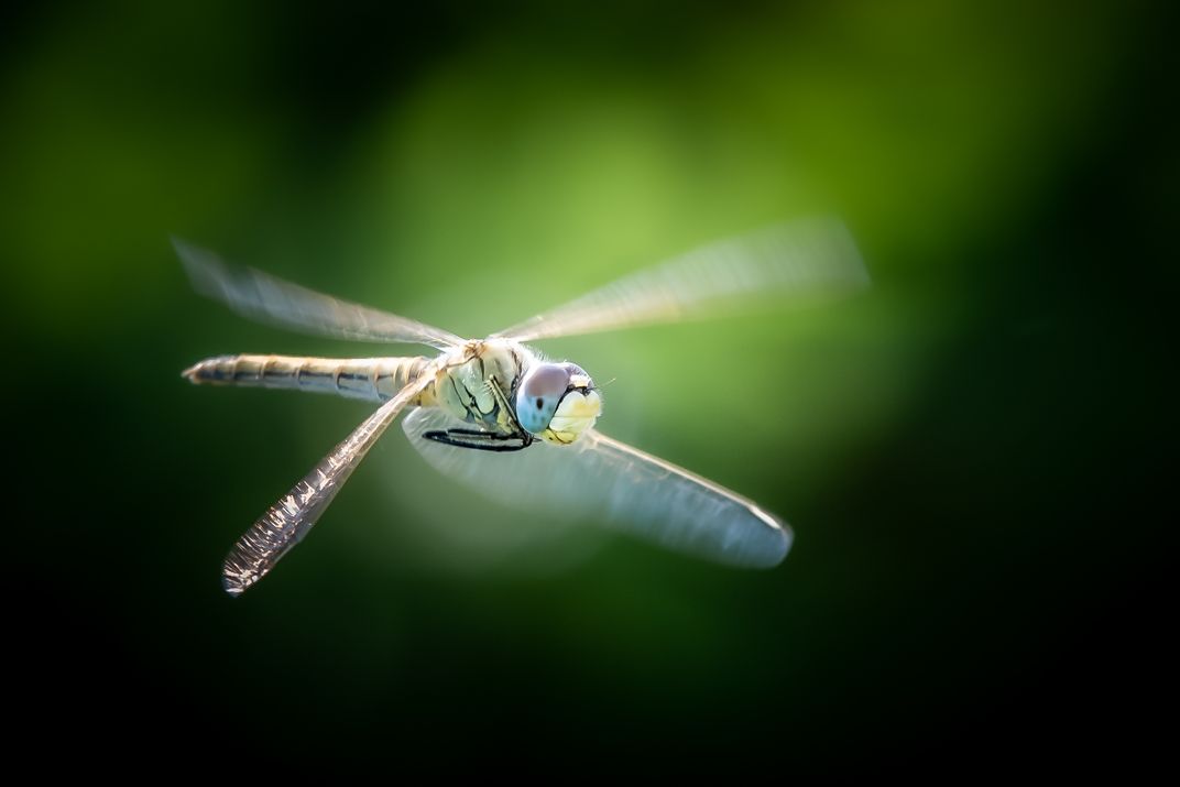 Dragon In Flight | Smithsonian Photo Contest | Smithsonian Magazine