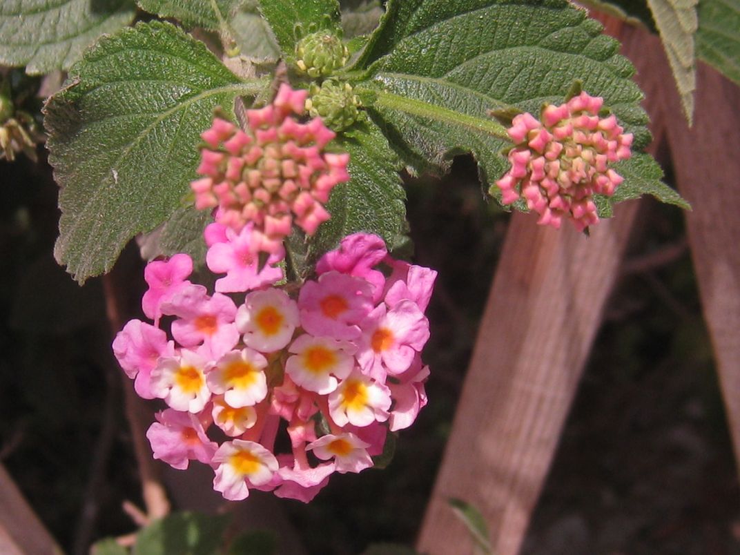 bunch of adult flowers and another of still growing flowers ...