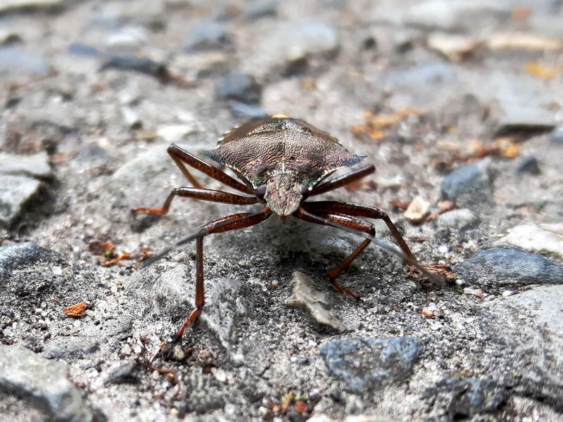 Bug macro | Smithsonian Photo Contest | Smithsonian Magazine