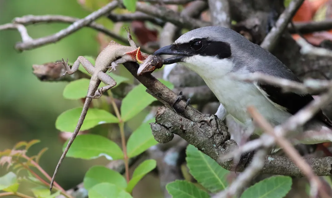 Loggerhead shrike impaling a Brown Anole! | Smithsonian Photo Contest ...