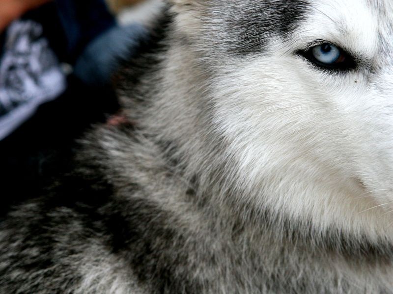 Siberian Husky's Mesmerizing Eye. | Smithsonian Photo Contest ...