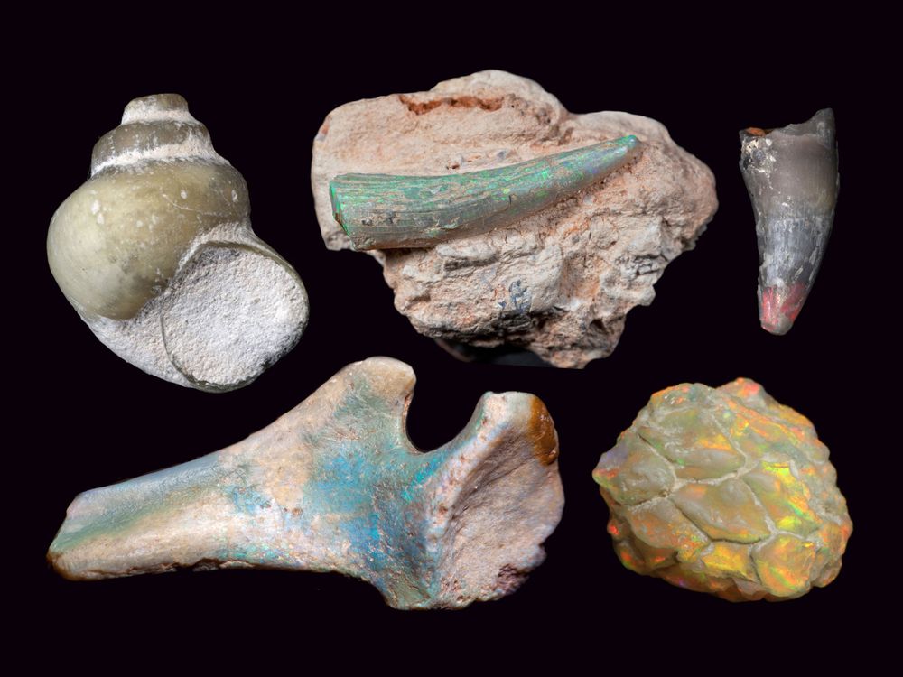 Scientists and Miners Team Up to Preserve Opalized Fossils