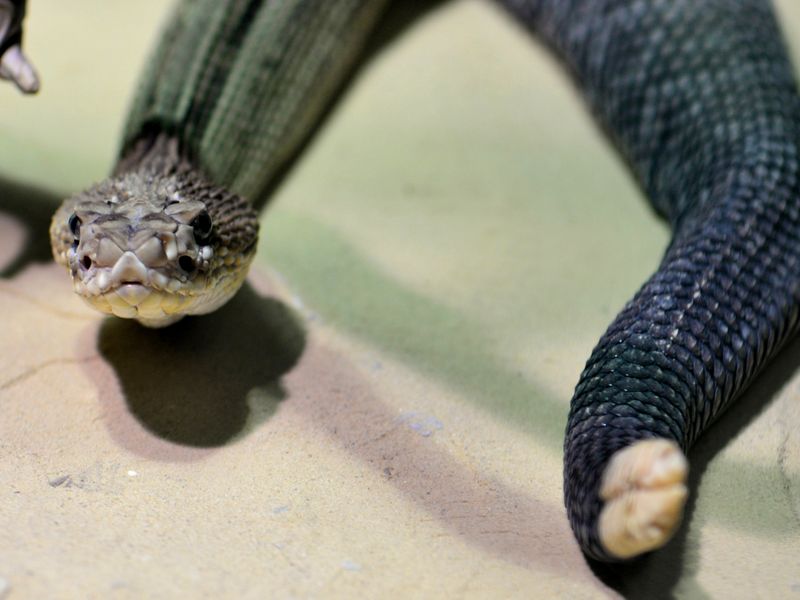 Angry and aggressive rattlesnake at Vienna zoo | Smithsonian Photo ...