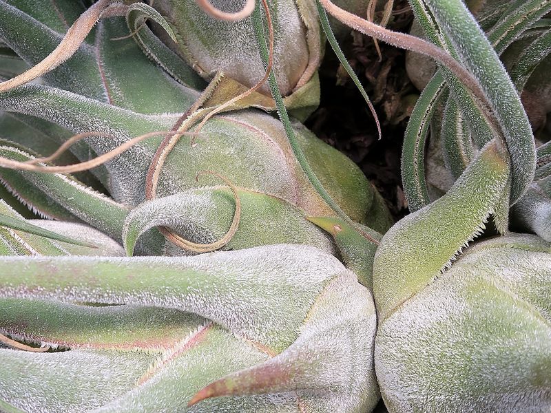 Root clumps on orchids | Smithsonian Photo Contest | Smithsonian Magazine