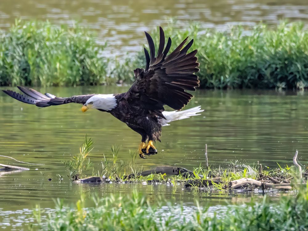Eagle Clasping a Turtle | Smithsonian Photo Contest | Smithsonian Magazine