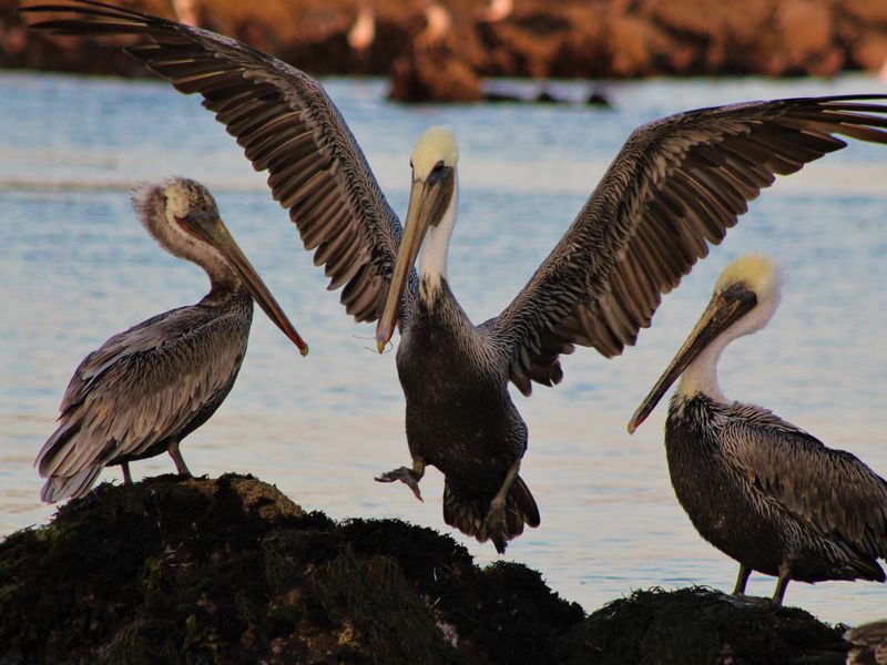 A Pelican making a graceful landing in between two fellow pelicans ...