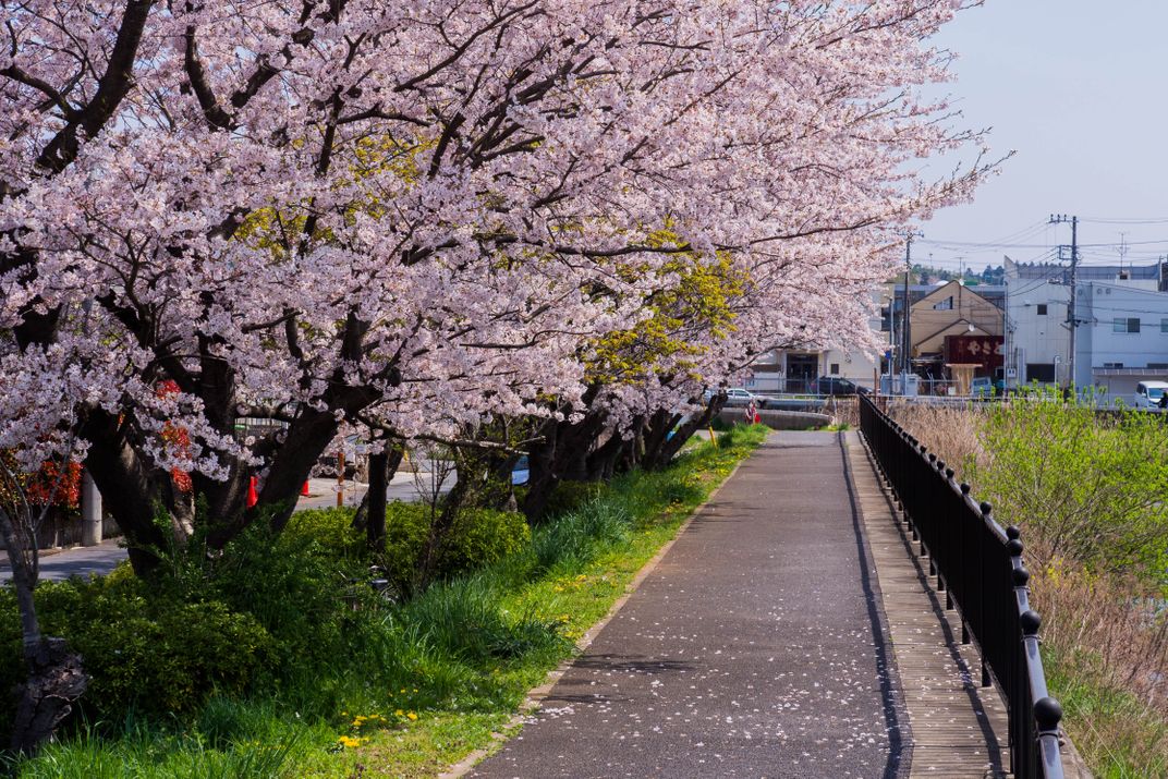 Sakura trees in Sakura city. | Smithsonian Photo Contest | Smithsonian ...