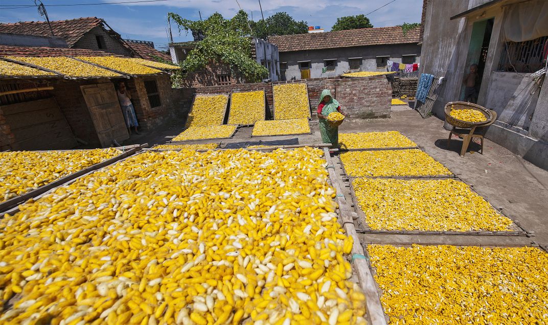 Drying the Cocoon- Sericulture | Smithsonian Photo Contest ...