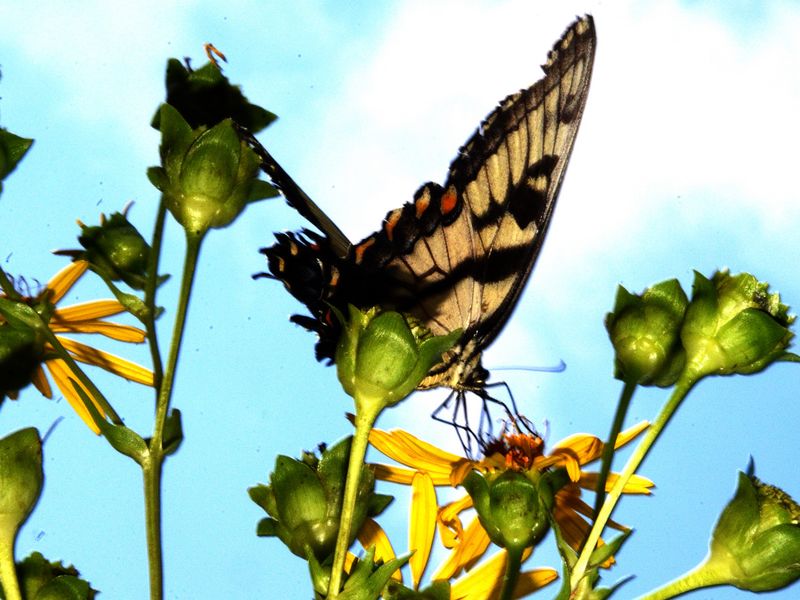 Butterfly in field. | Smithsonian Photo Contest | Smithsonian Magazine