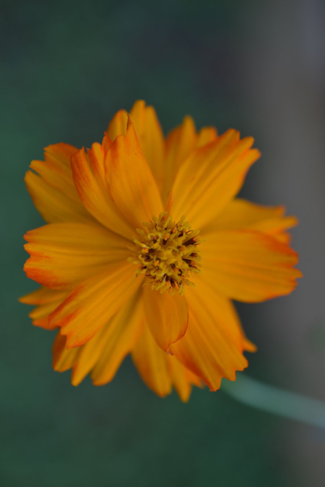 Persistent wildflower soaking up the Georgia summer | Smithsonian Photo ...