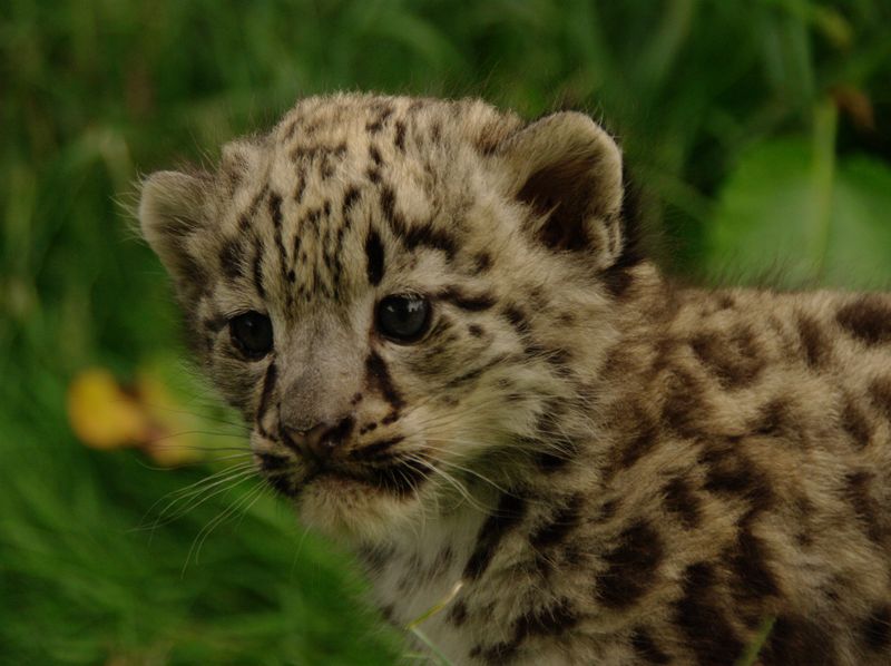 Rare Snow Leopard Cub | Smithsonian Photo Contest | Smithsonian Magazine