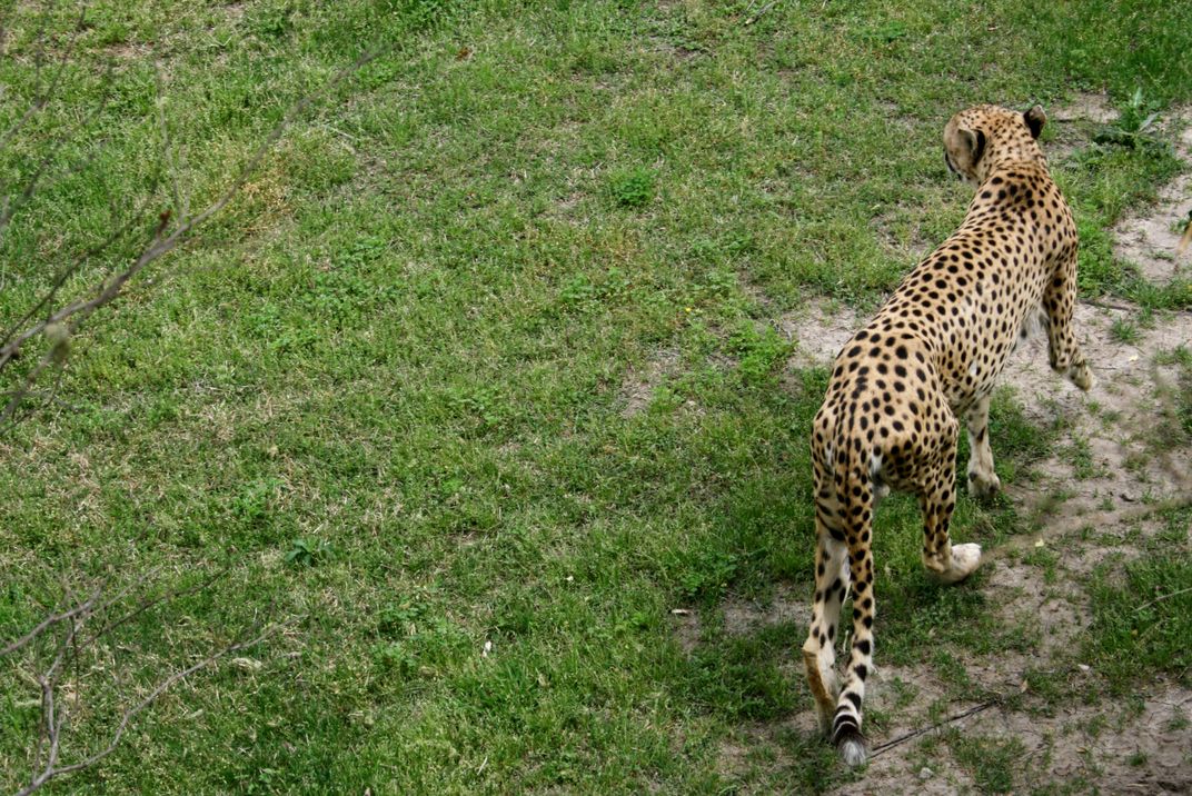Cheetah taking a stroll. | Smithsonian Photo Contest | Smithsonian Magazine