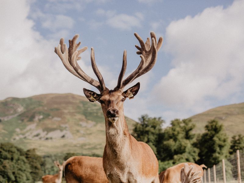 Red Deer with Large Antlers | Smithsonian Photo Contest | Smithsonian ...