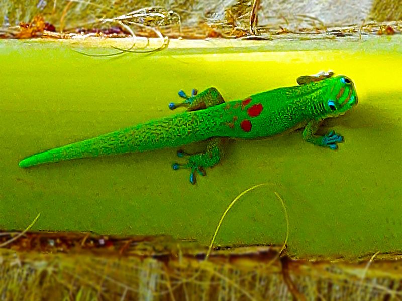 Gecko on palm frond | Smithsonian Photo Contest | Smithsonian Magazine