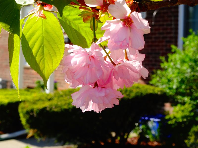 A spring flower growing off a tree in Southeastern Michigan ...