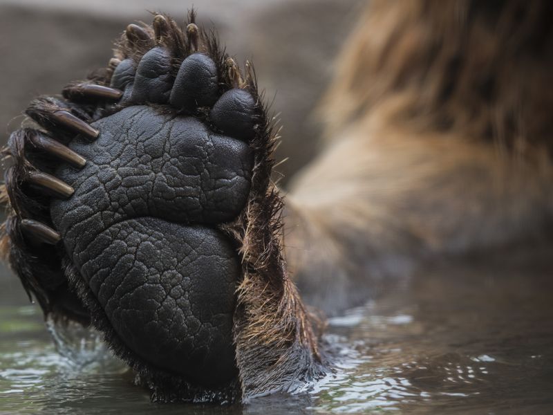 A Brown Bear Paw | Smithsonian Photo Contest | Smithsonian Magazine