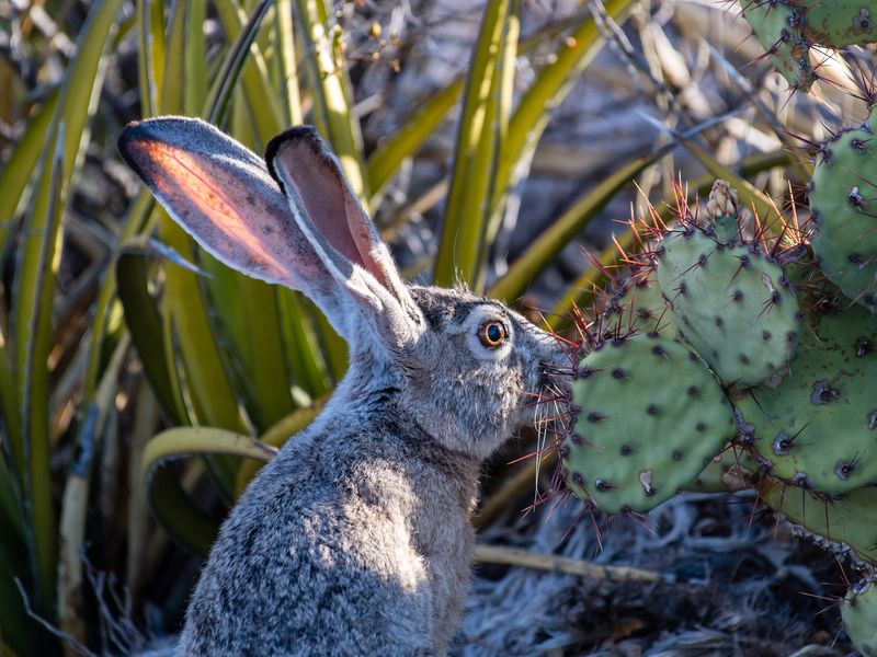 Eye of the Jackrabbit | Smithsonian Photo Contest | Smithsonian Magazine