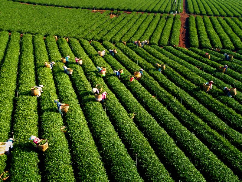 Harvesting tea leaves | Smithsonian Photo Contest | Smithsonian Magazine